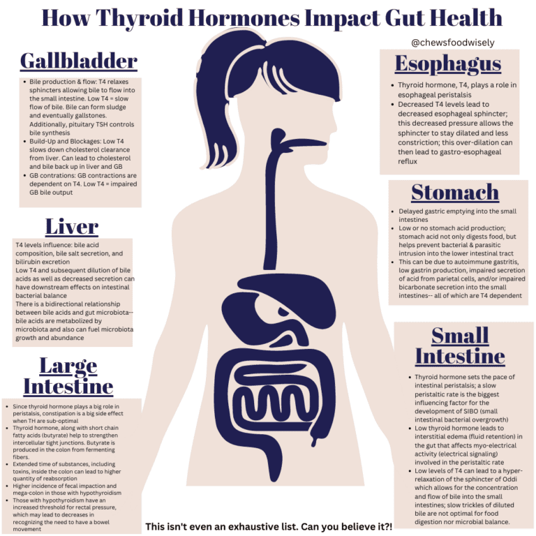 Thyroid School, Issue #23// Gut Health + Thyroid, Introduction - Chews ...