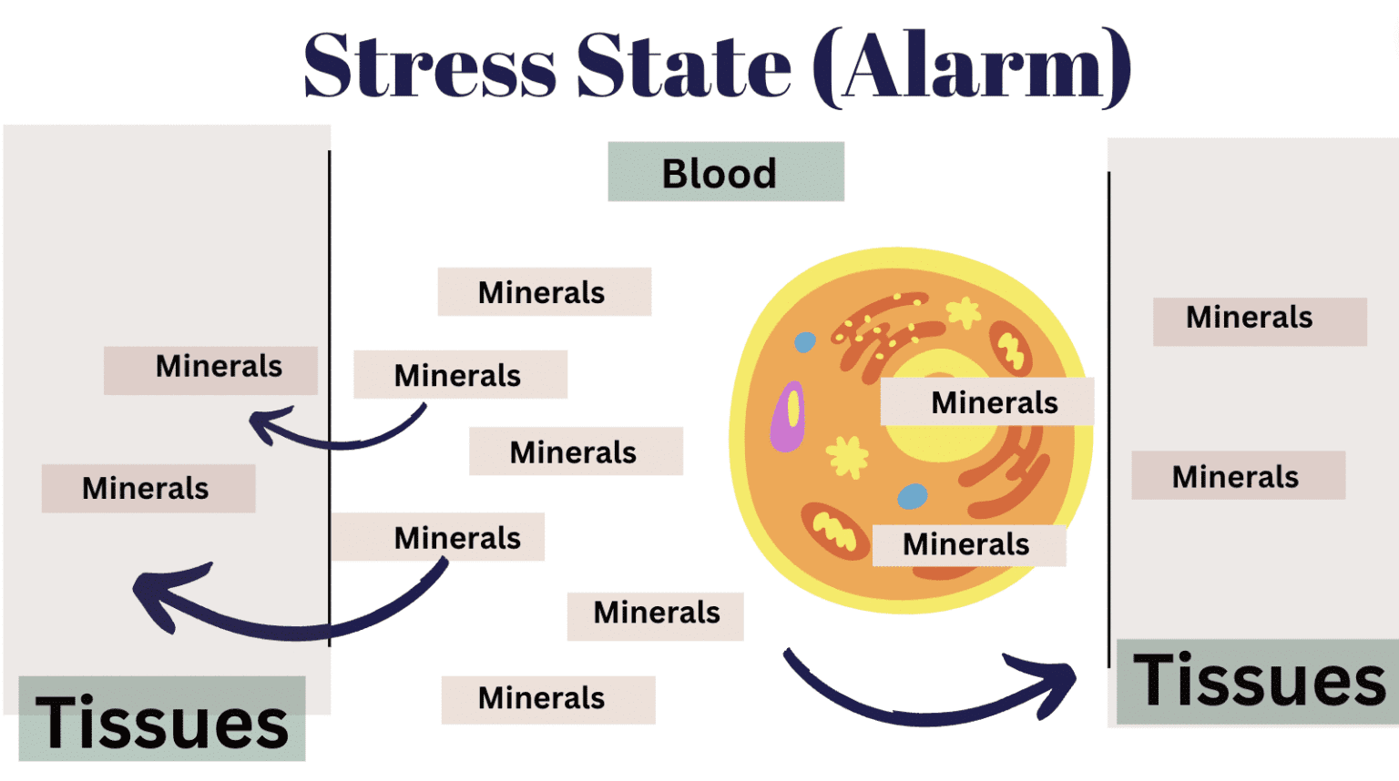 HTMA Mineral Testing